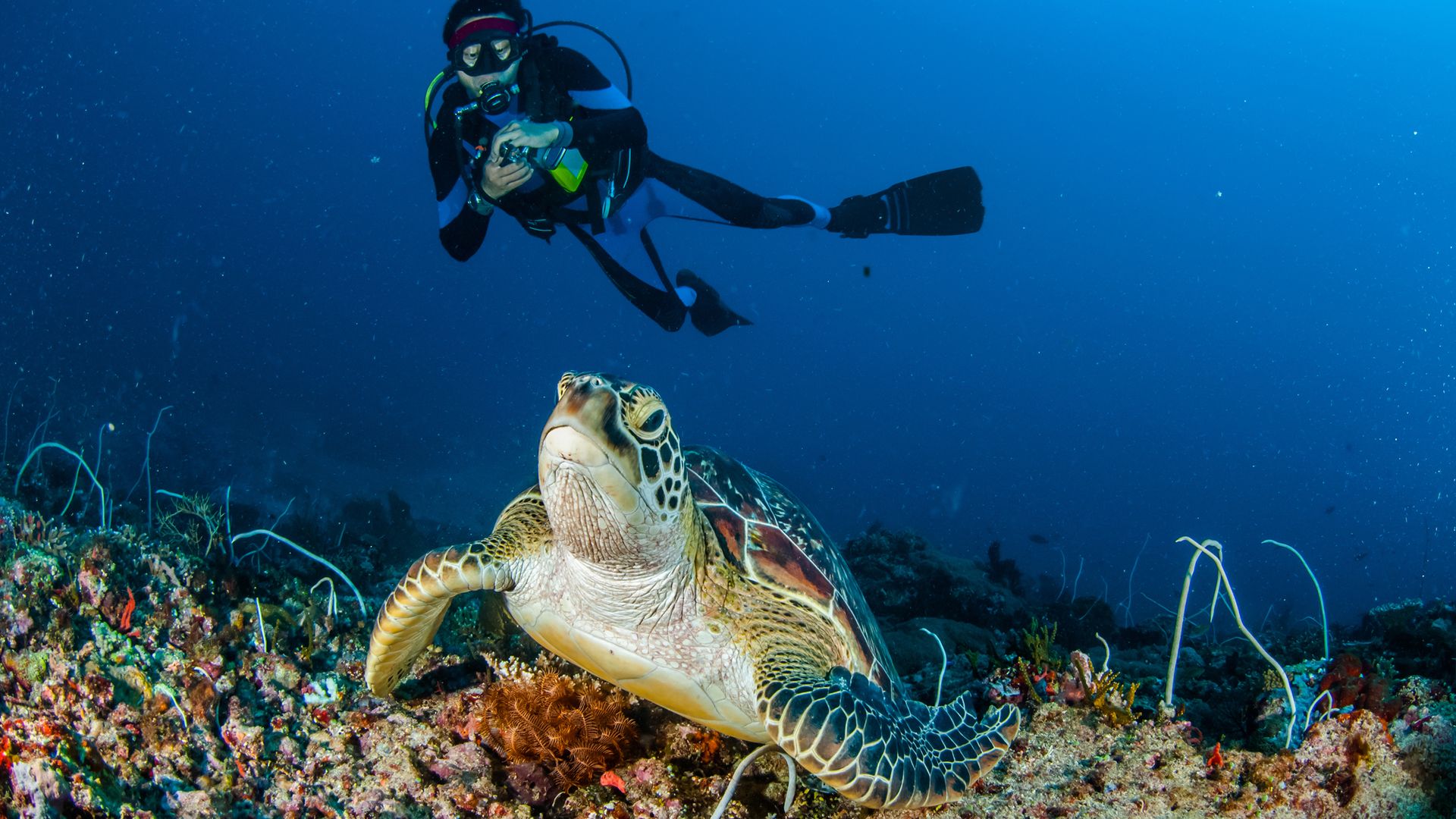 Meet the Ocean Awards 2021 Finalists
